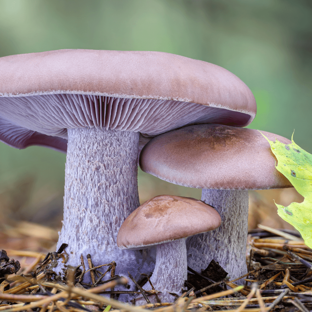 Falling for Fungi: Your Ultimate Guide to Foraging Wild Edible ...