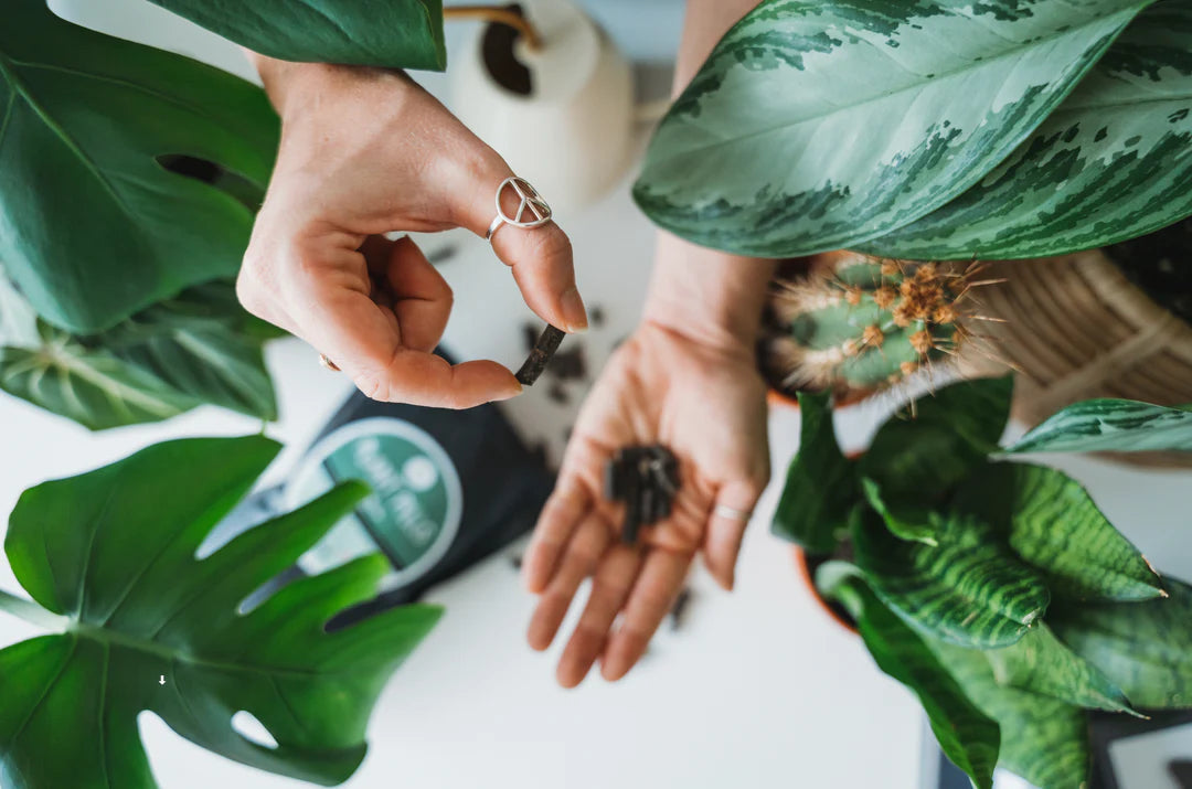 The Best Gifts for Plant Lovers: Gift Ideas Every Green Thumb will Love ...