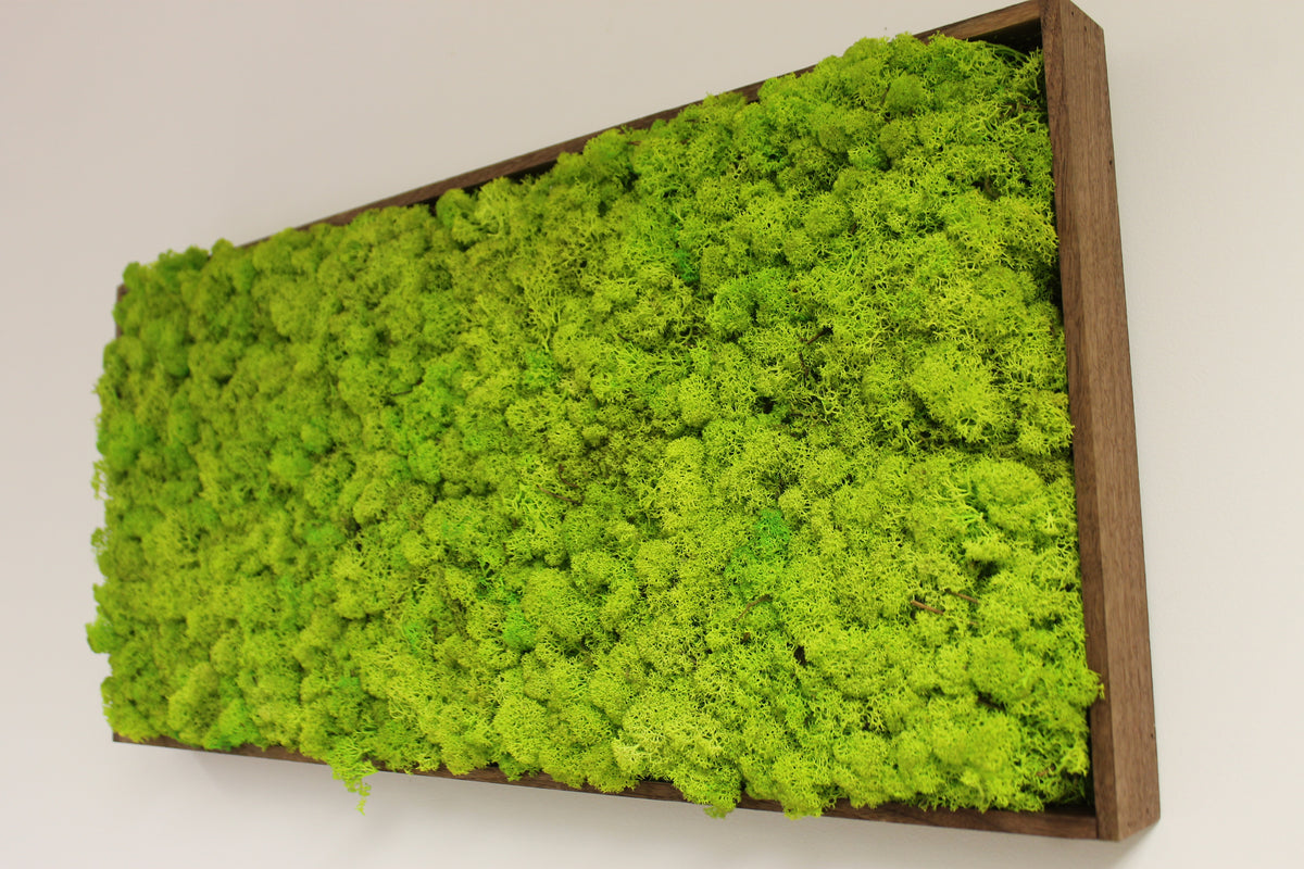 Moss Frames | We Ship! – The Urban Botanist Inc
