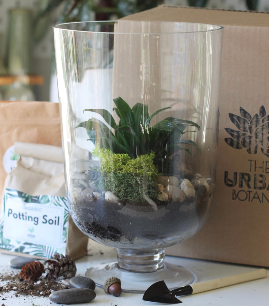 Large Open Terrarium – The Urban Botanist Inc